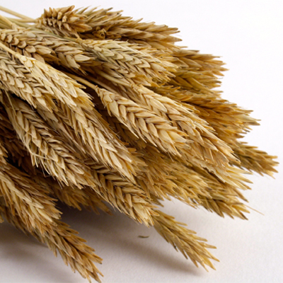 Gerste - Getreide