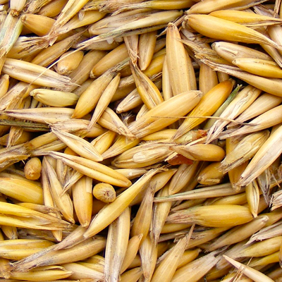 Hafer - Haferflocken sind gesund und vitaminreich | Getreide.org