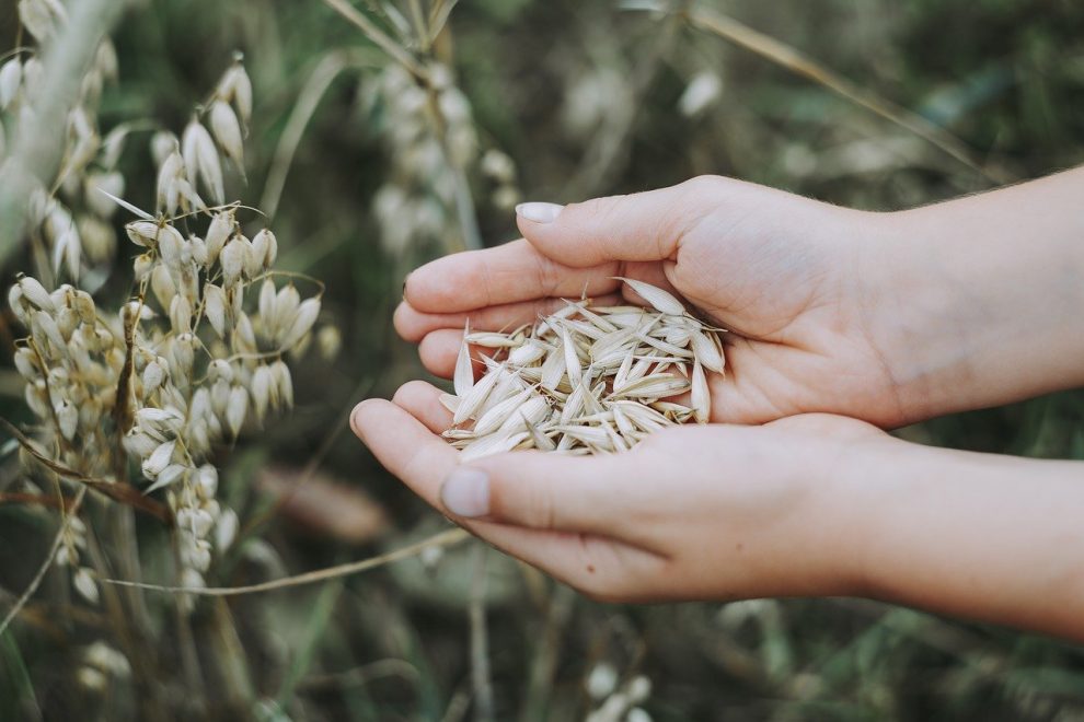 Hafer - Das Getreide ist besonders gesund und vitaminreich