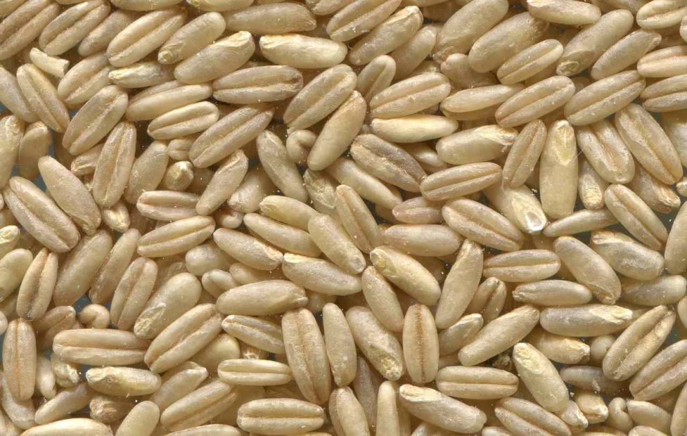 Hafer - Das Getreide ist besonders gesund und vitaminreich